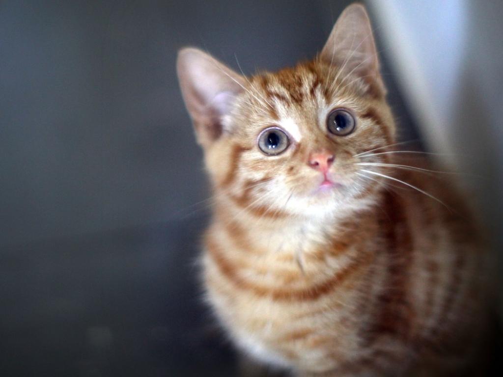 „Юбер“ доставя котета по офисите - Развлечения | Vesti.bg