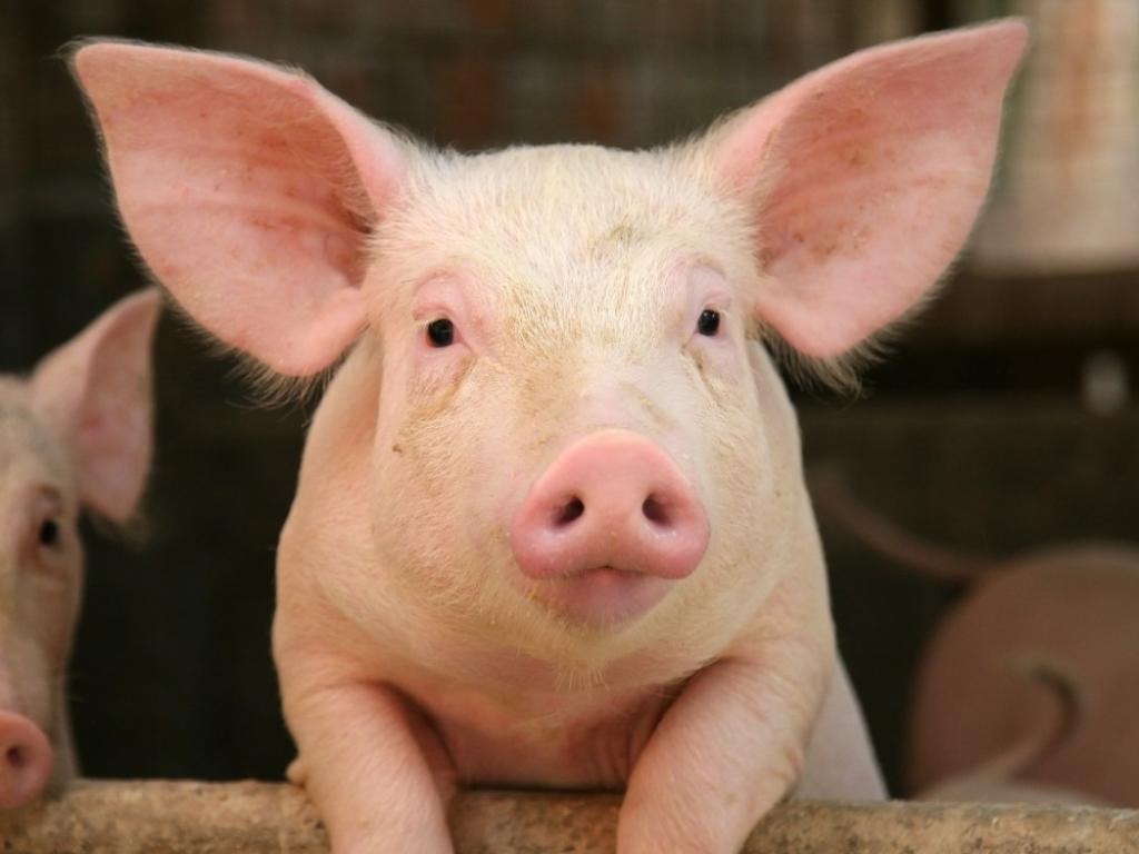 Учени създадоха хибрид между прасе и човек - Технологии - Vesti.bg