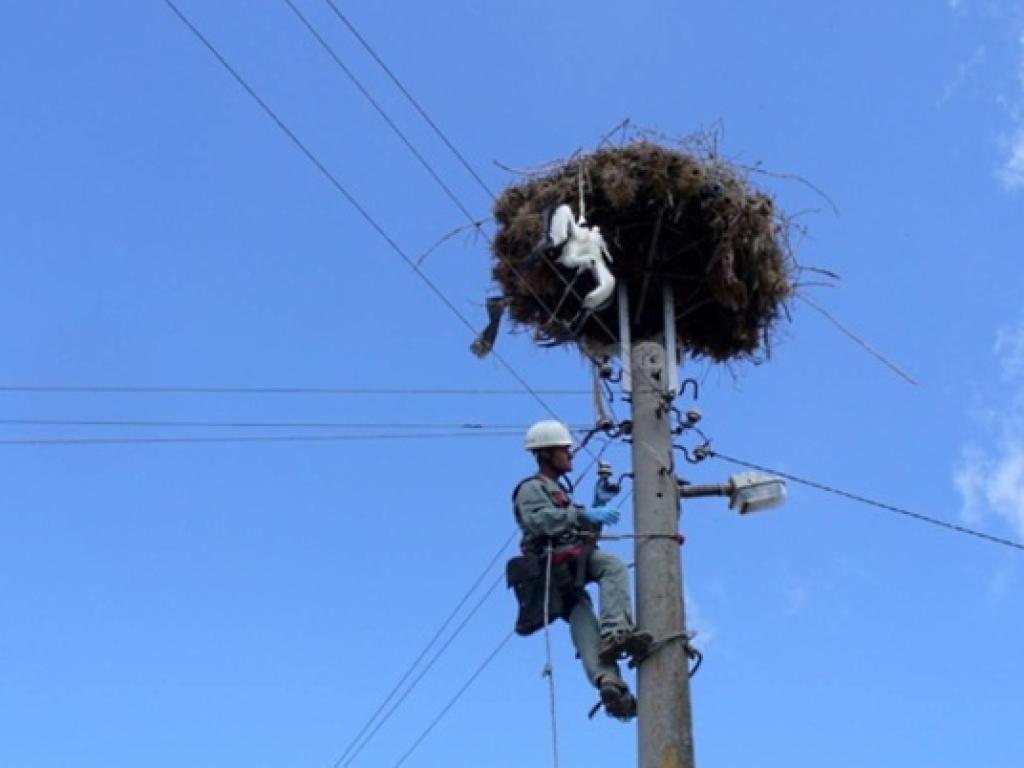 Спасиха оплетен щъркел, увиснал от гнездото си - България - Vesti.bg