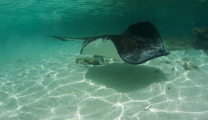 Хранене на скатове в Антигуа (снимки) - Анализи и коментари - Лица ...