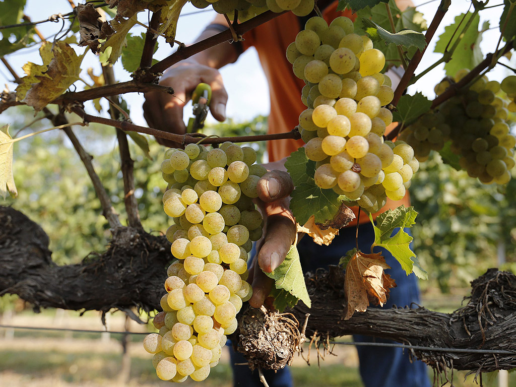 Гроздоберът започва с месец по-рано - България | Vesti.bg