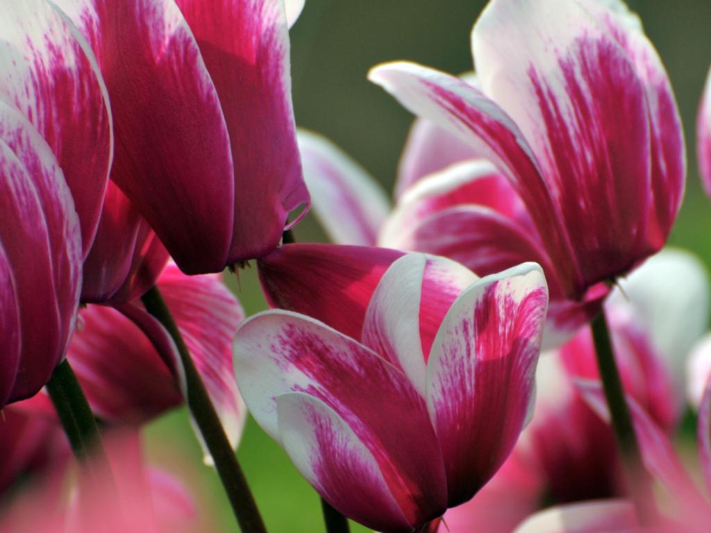 Как да се грижим за това красиво и капризно цвете вкъщи - За дома ...