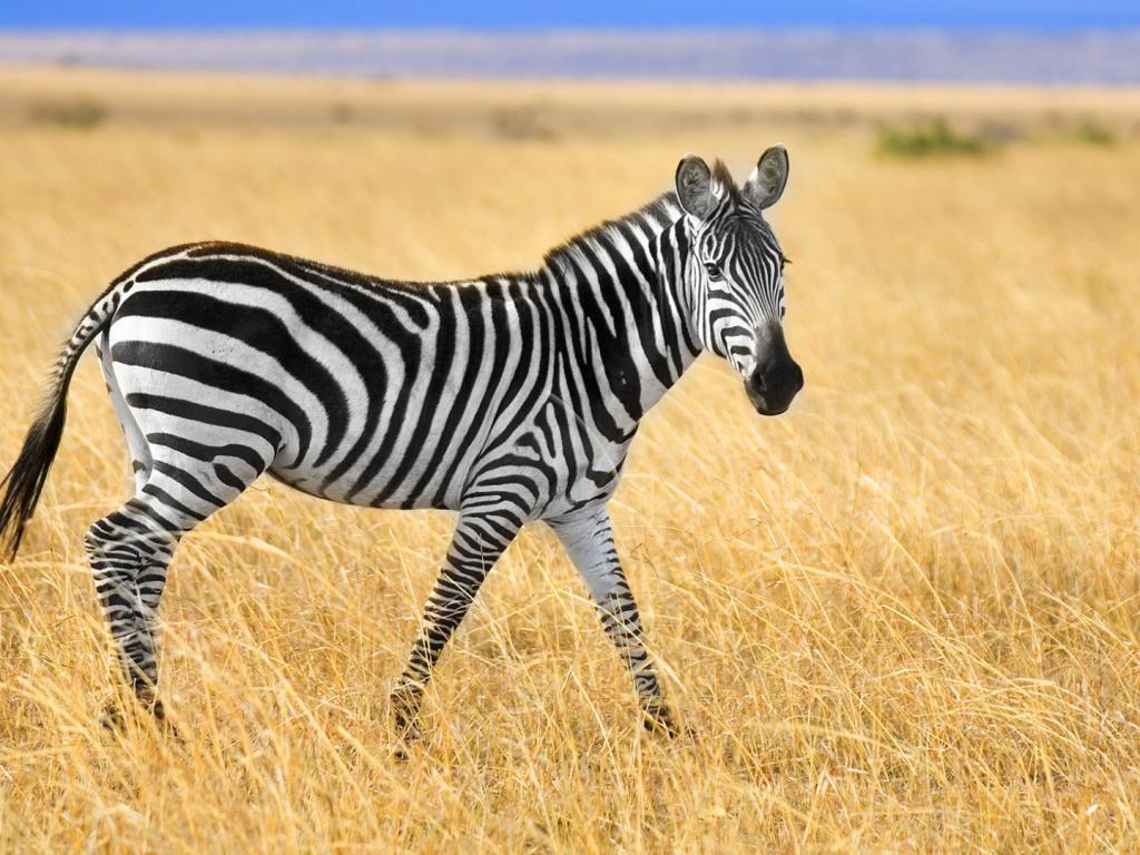 Фотограф засне зебра на точки (СНИМКА) - Любопитно - Vesti.bg