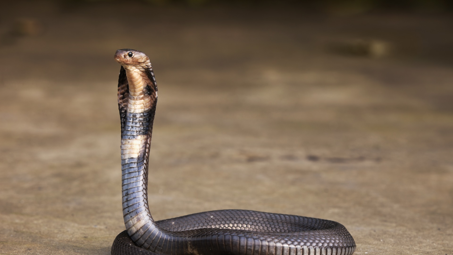 Кобра погълна друга кобра, а после я изплю мъртва|Vesti.bg