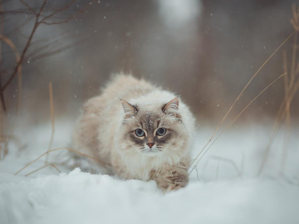 Мъж спаси замръзнали котенца с помощта на кафе - Любопитно - Vesti.bg