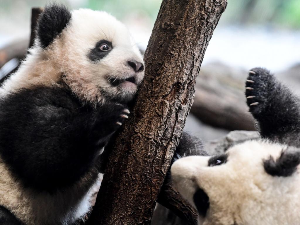 Тези две малки панди се готвят за дебют (СНИМКИ) - Любопитно - Vesti.bg