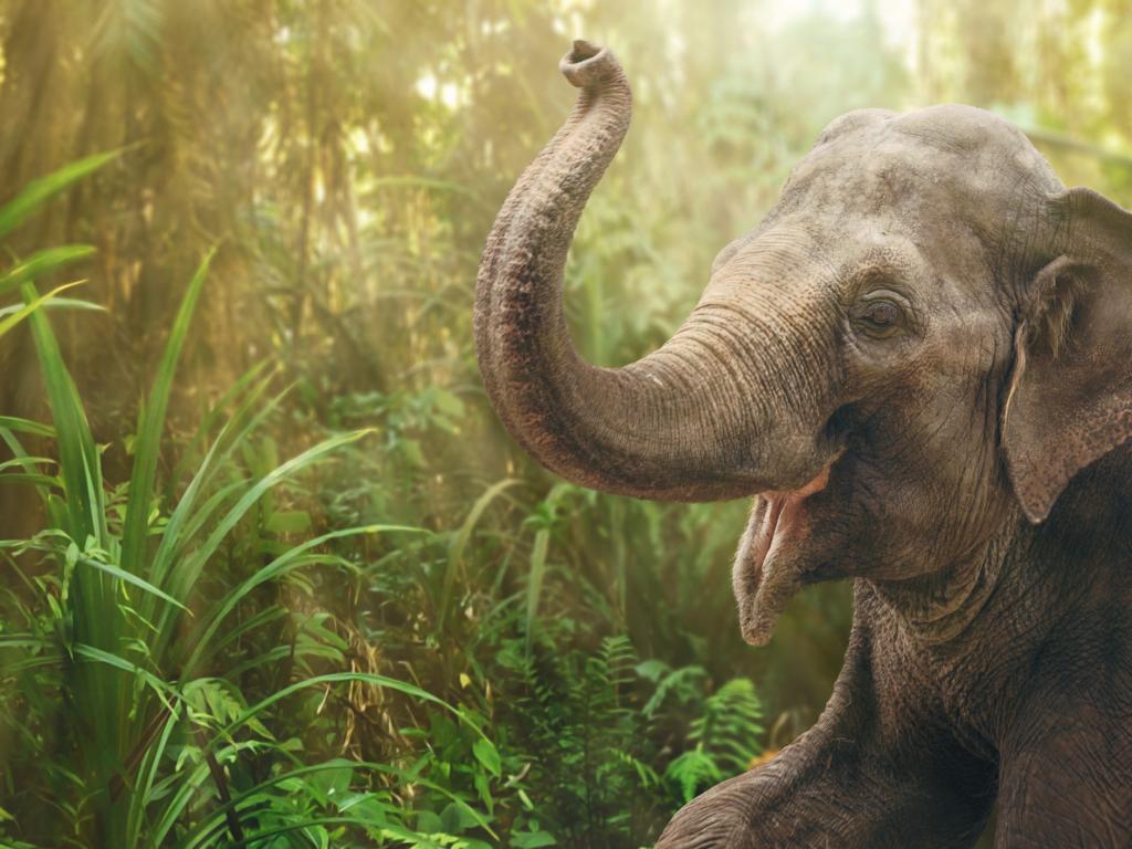 Слон тършува в кухнята на семейство (ВИДЕО) - Любопитно - Vesti.bg