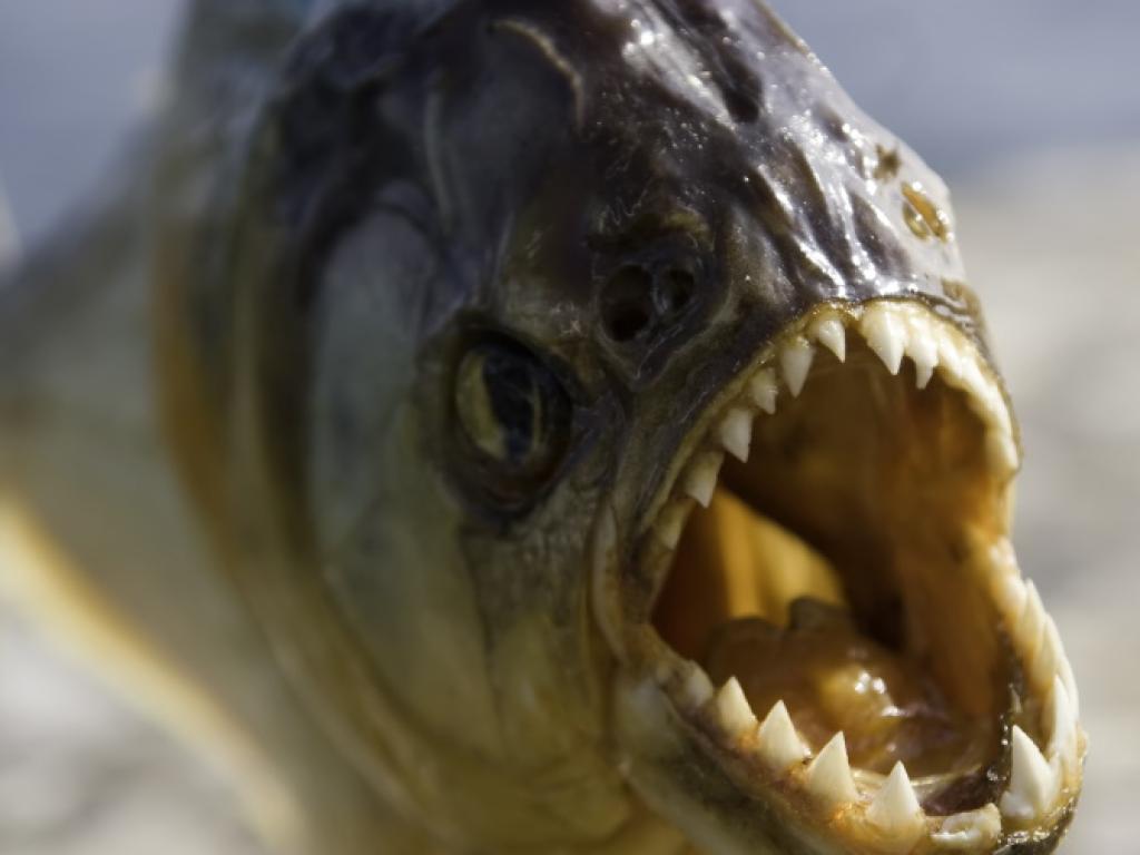 Ужасяващ паразит, заел мястото на езика в устата на риба, откриха в ...