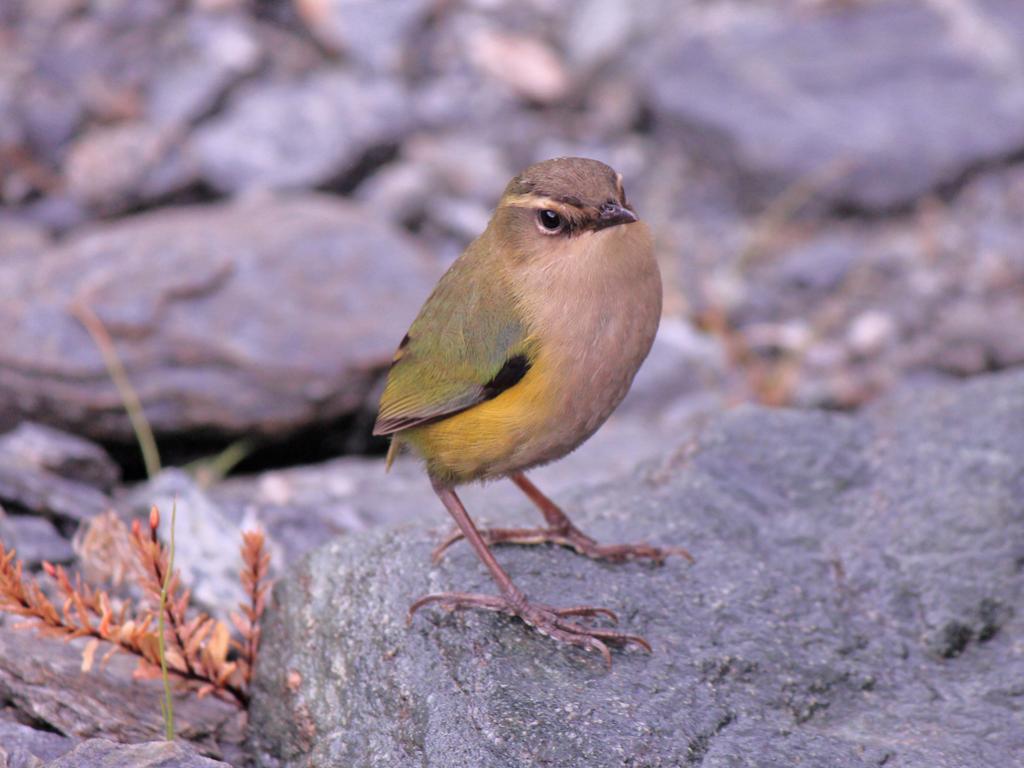 Скално орехче, с тегло по-малко от 20 грама, стана птица на годината в Нова Зеландия - Любопитно ...