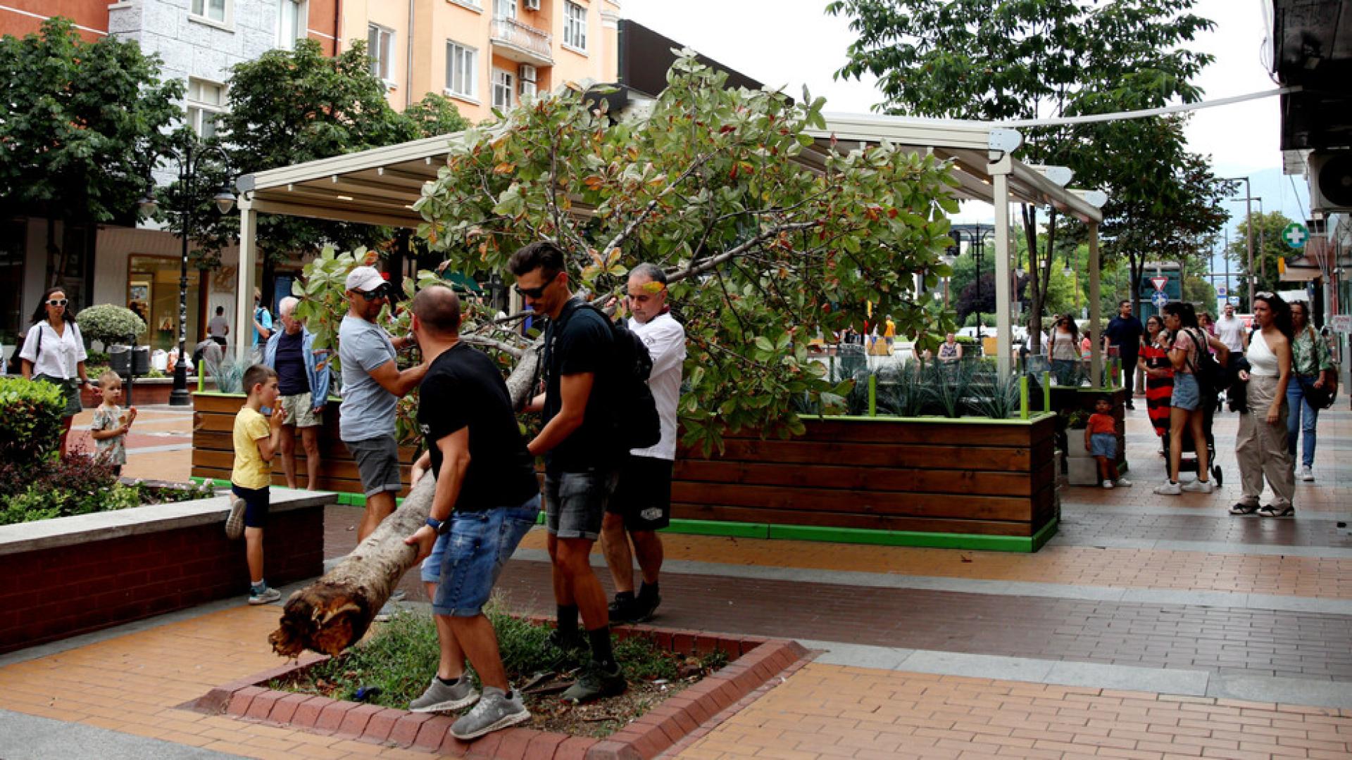 Дърво падна върху заведение на столичния бул. "Витоша" (СНИМКИ)|Vesti.bg
